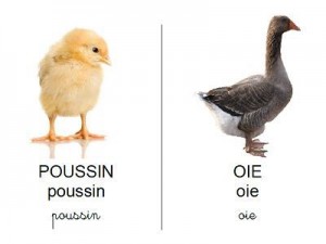 Imagiers des animaux à imprimer - Plus de 200 fiches de vocabulaire en ...