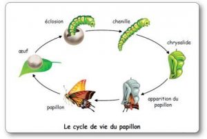 Un élevage de chenilles et de papillons en classe de maternelle