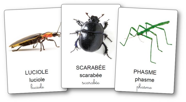 L'imagier des insectes et petites bêtes du jardin - Imagier insectes