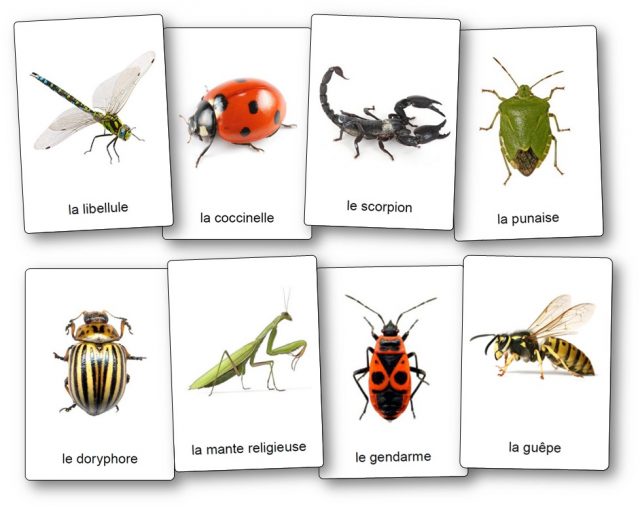 Les insectes et petites bêtes du jardin en maternelle : activités, jeux ...