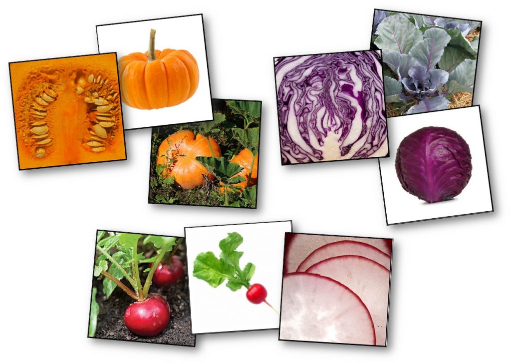 Jeu de mémory des fruits et légumes : détails et plantations. Mémory ...