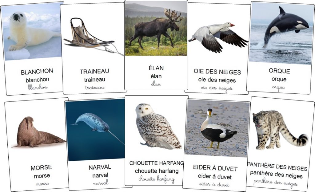 Imagier de la banquise et des animaux polaires - Imagier des animaux de ...