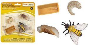 Images séquentielles : de la larve à l'abeille - Cycle de développement ...