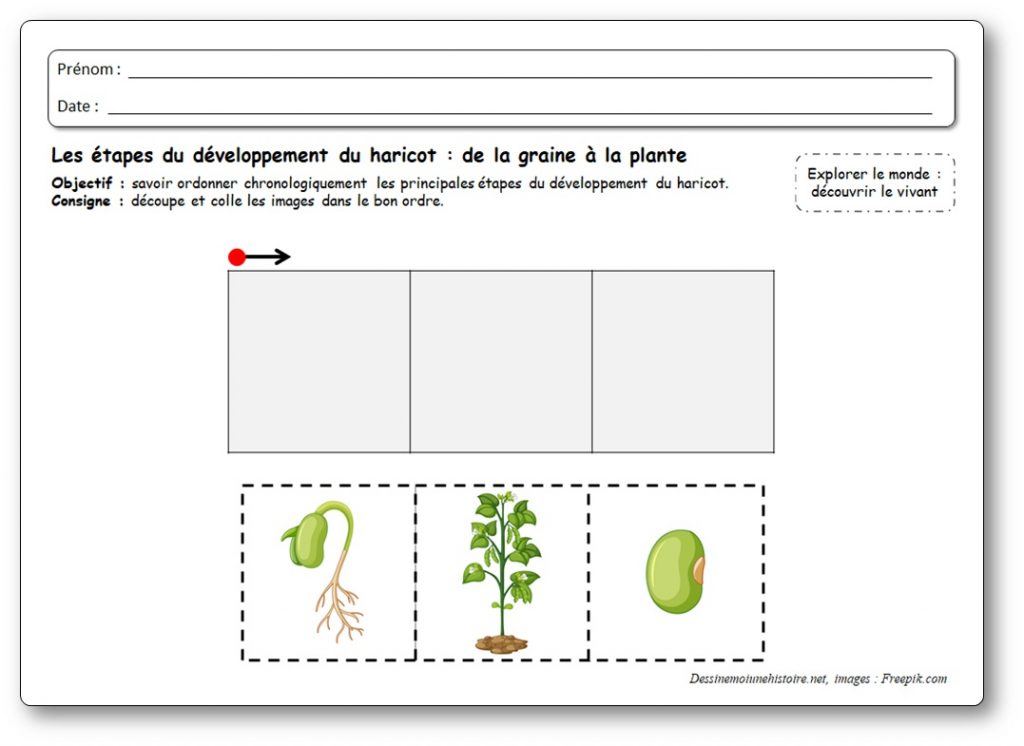 Images séquentielles : de la graine à la plante de haricot ...