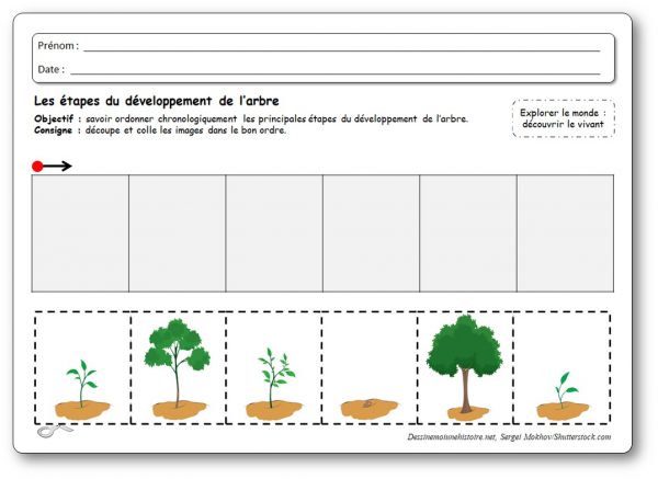 Images séquentielles : de la graine à l'arbre - le cycle de l'arbre en ...