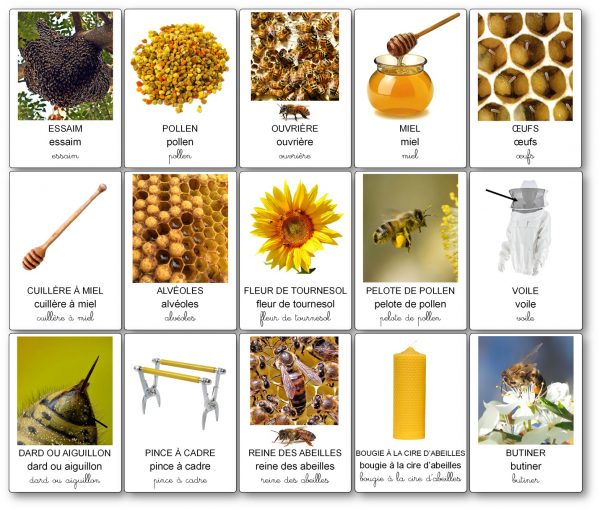 Un imagier pour découvrir le monde des abeilles en maternelle ...