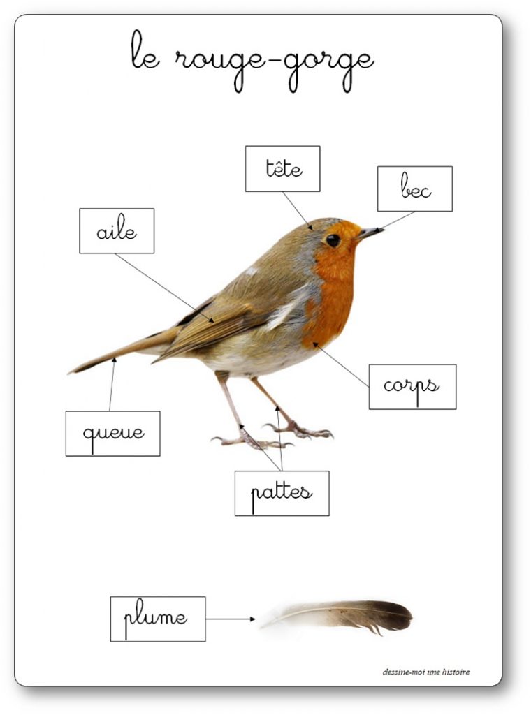 Fiches d'activité sur les oiseaux : retrouver les mots correspondants ...