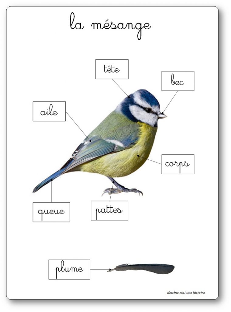 Fiches d'activité sur les oiseaux : retrouver les mots correspondants ...