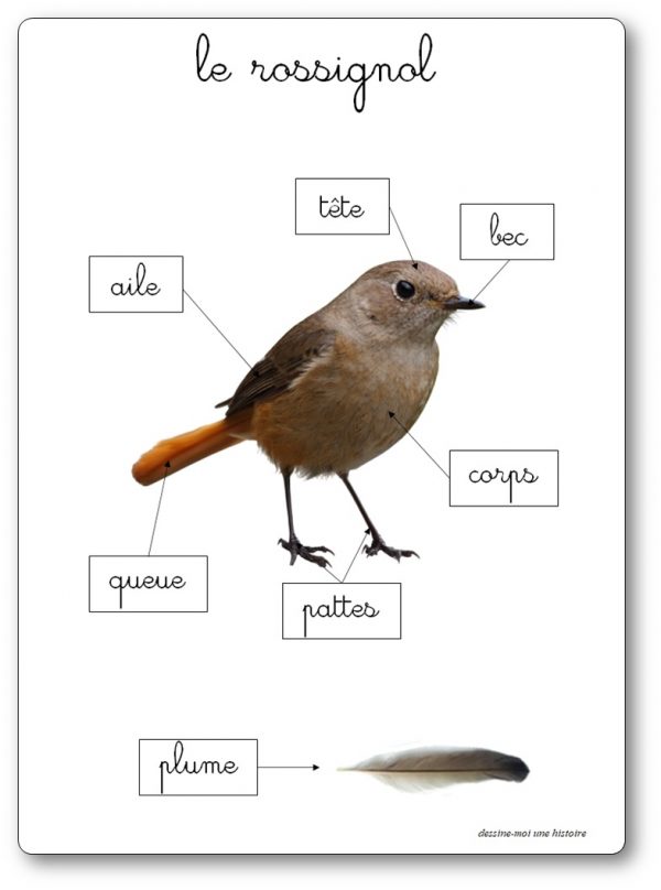 Fiches d'activité sur les oiseaux : retrouver les mots correspondants ...