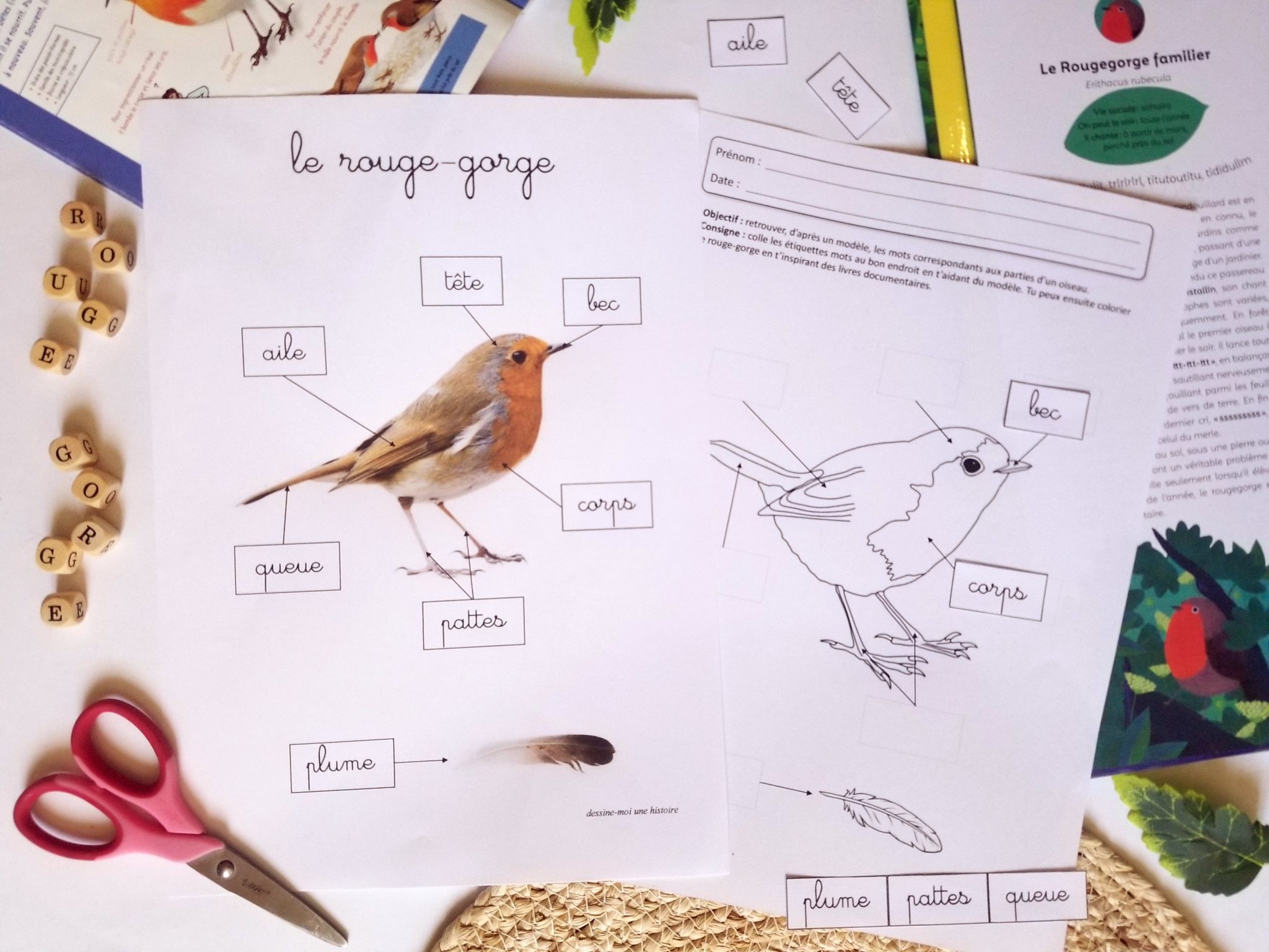 Fiches d'activité sur les oiseaux : retrouver les mots correspondants ...