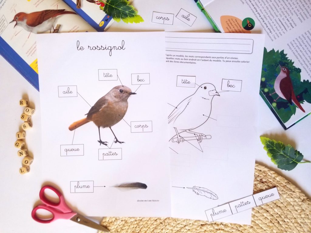 Fiches d'activité sur les oiseaux : retrouver les mots correspondants ...