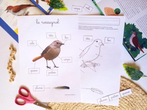 Fiches d'activité sur les oiseaux : retrouver les mots correspondants ...