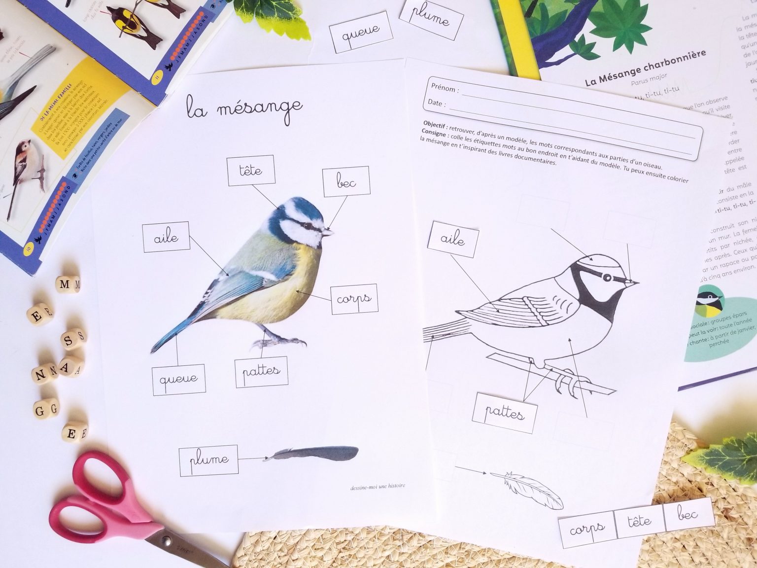 Fiches d'activité sur les oiseaux : retrouver les mots correspondants ...
