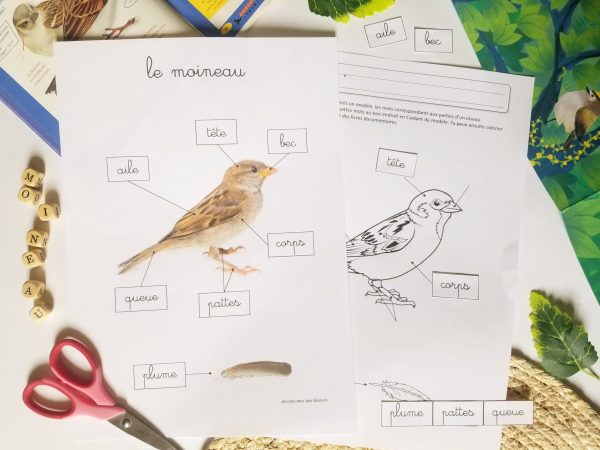 Fiches d'activité sur les oiseaux : retrouver les mots correspondants ...
