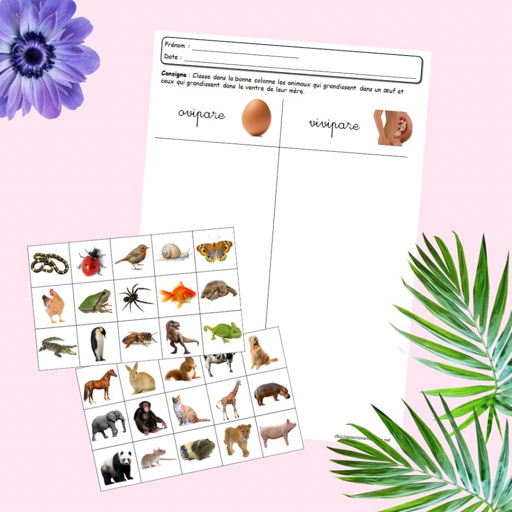 Distinguer les ovipares et les vivipares en maternelle