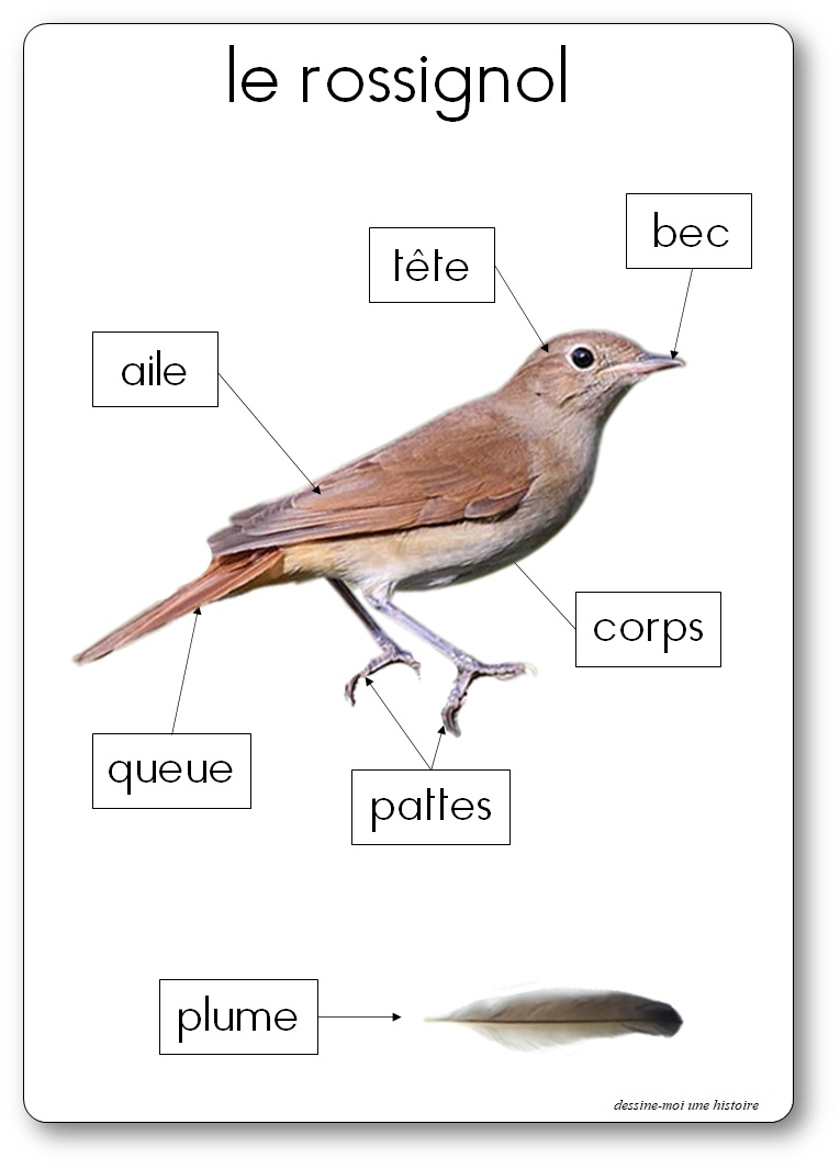 Fiches d'activité sur les oiseaux : retrouver les mots correspondants ...
